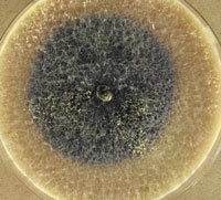 Collection Notes - UAMH