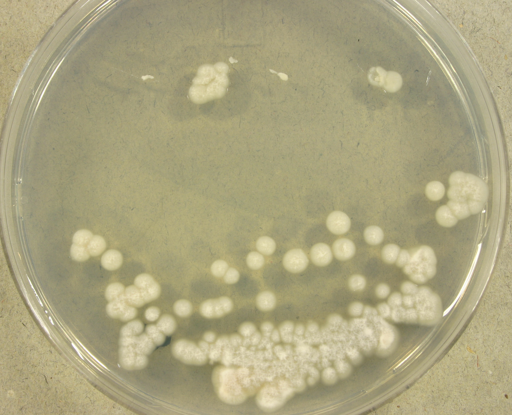 UAMH Centre for Global Microfungal Biodiversity