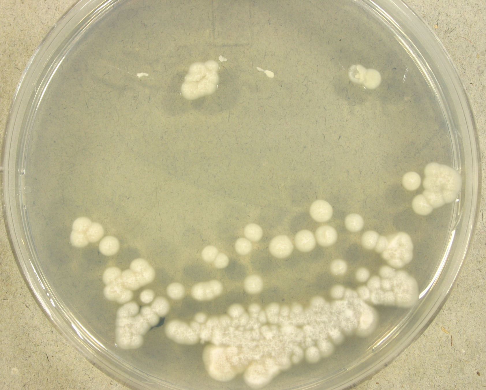 UAMH Centre for Global Microfungal Biodiversity