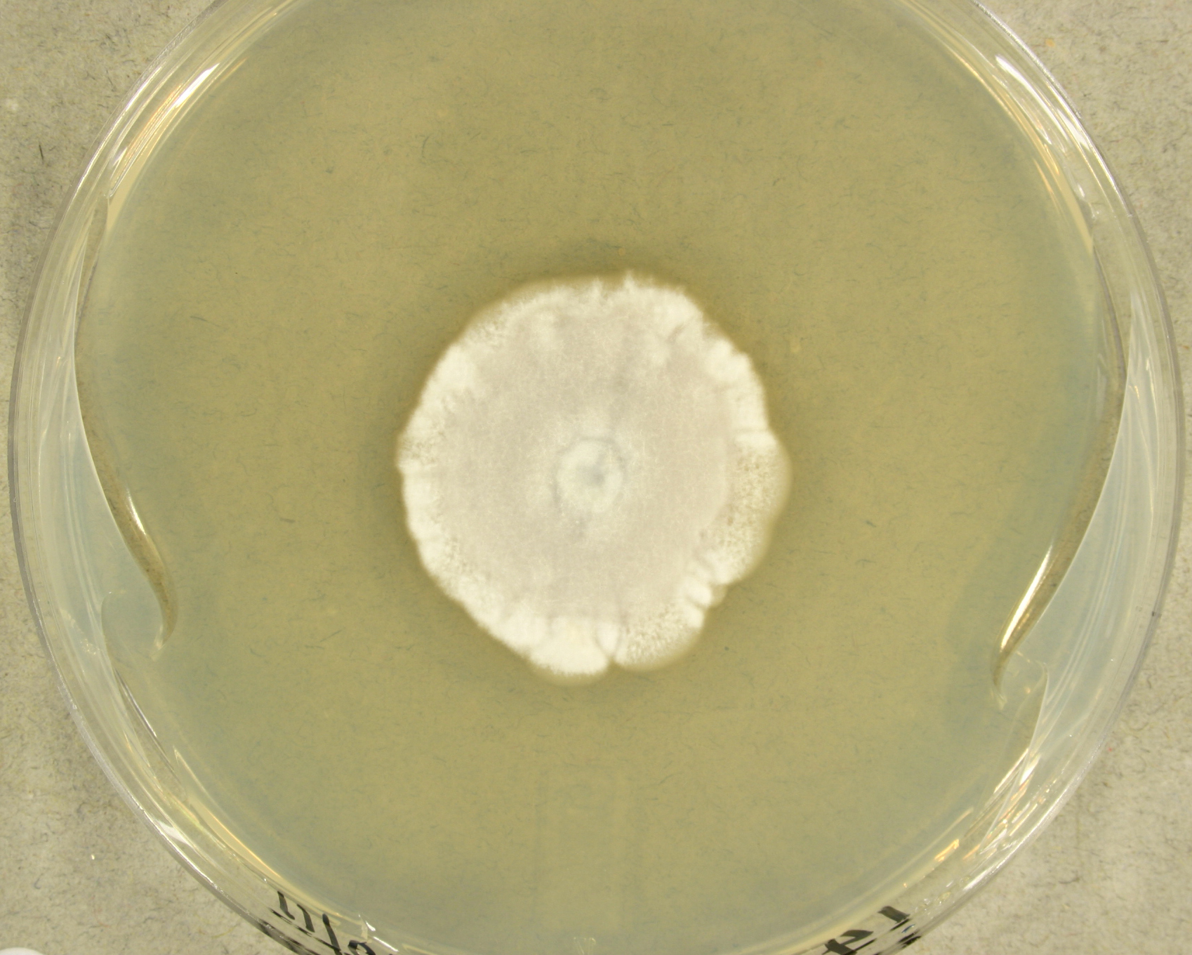UAMH Centre for Global Microfungal Biodiversity