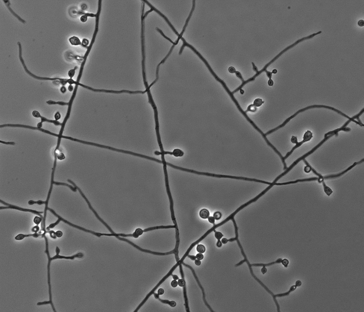UAMH Centre for Global Microfungal Biodiversity