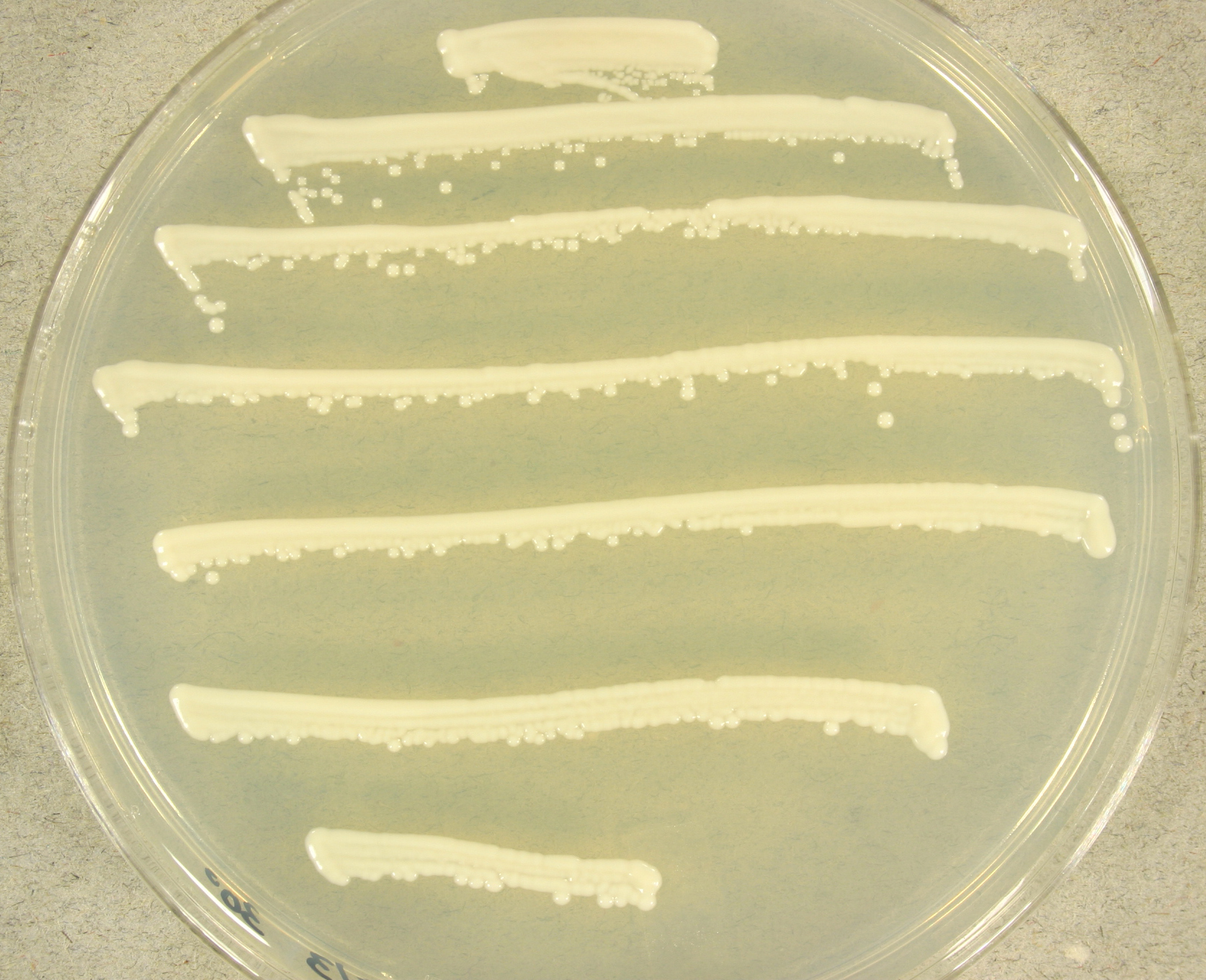 UAMH Centre for Global Microfungal Biodiversity