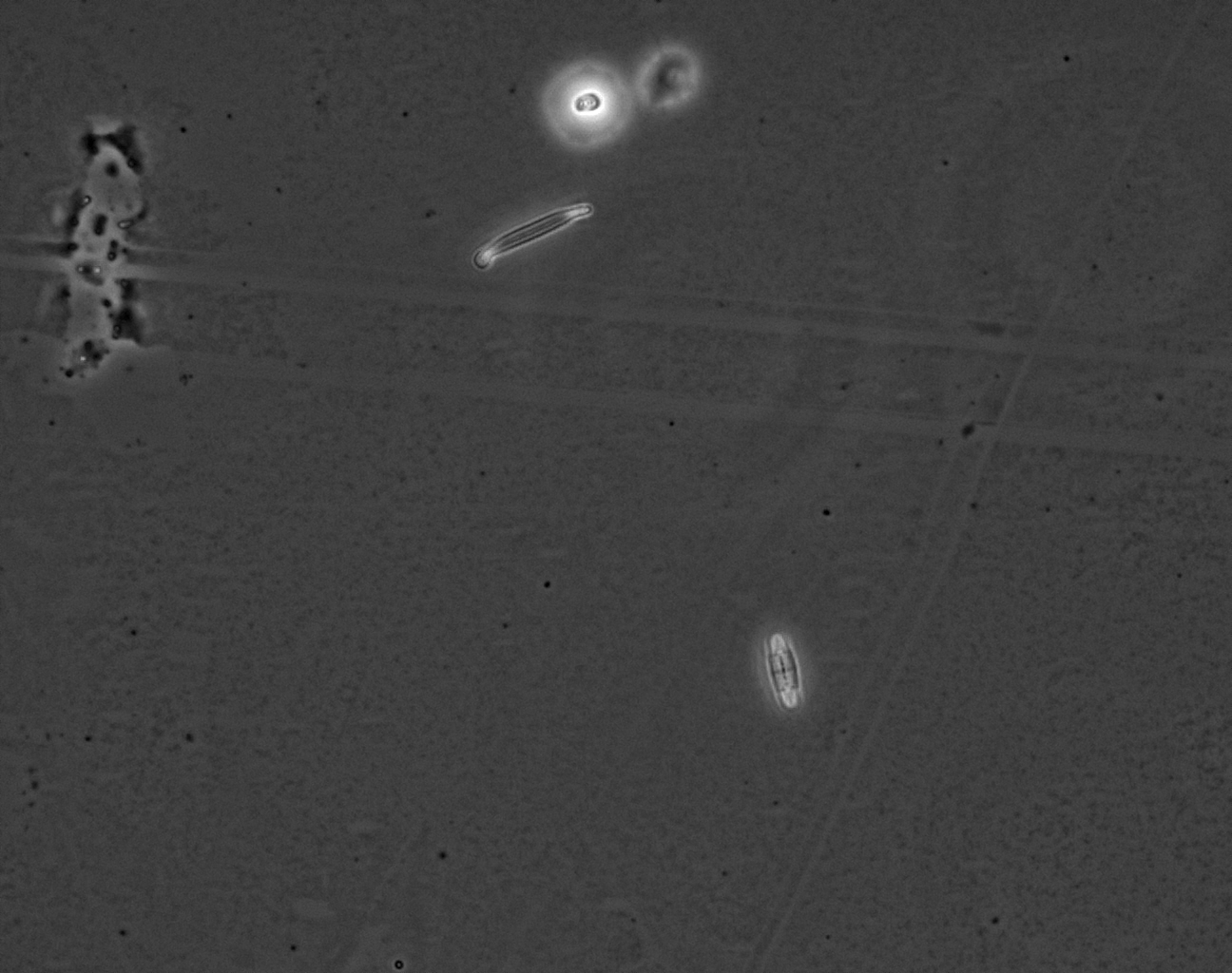 UAMH Centre for Global Microfungal Biodiversity