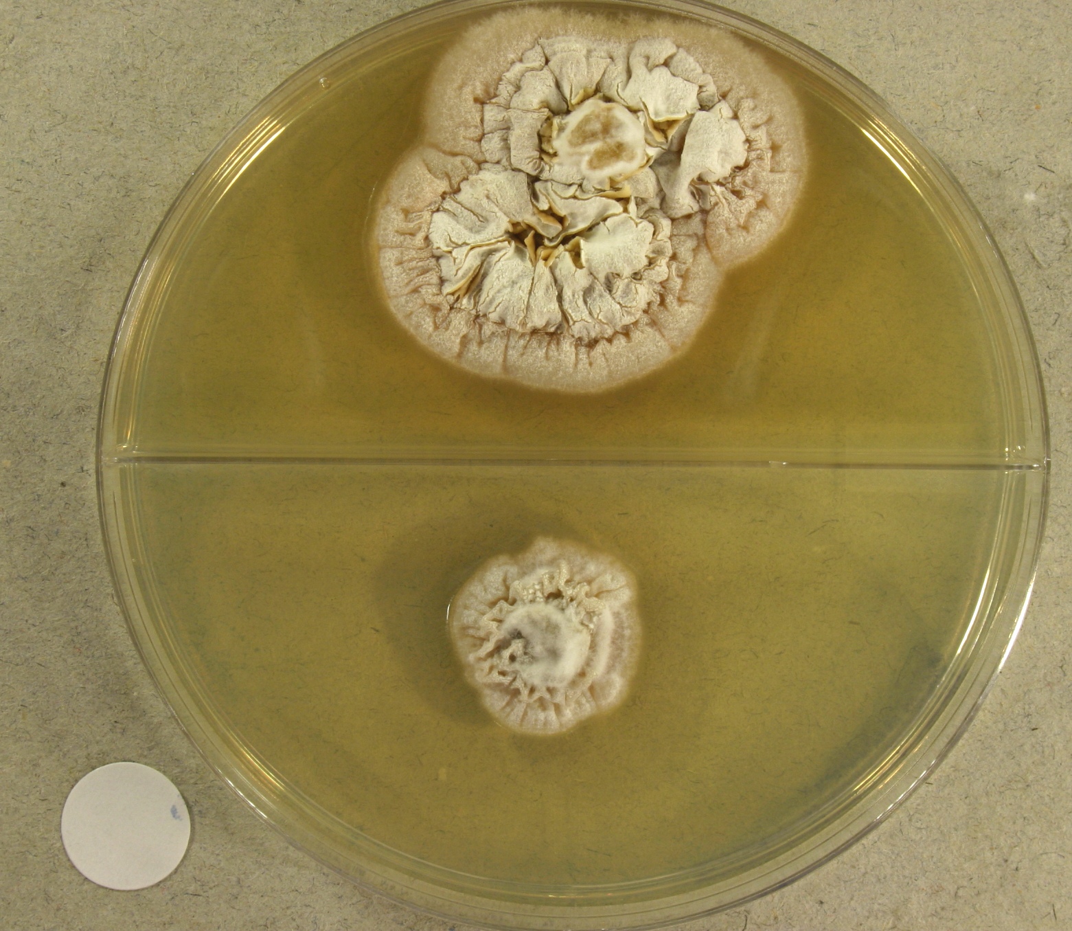 UAMH Centre for Global Microfungal Biodiversity