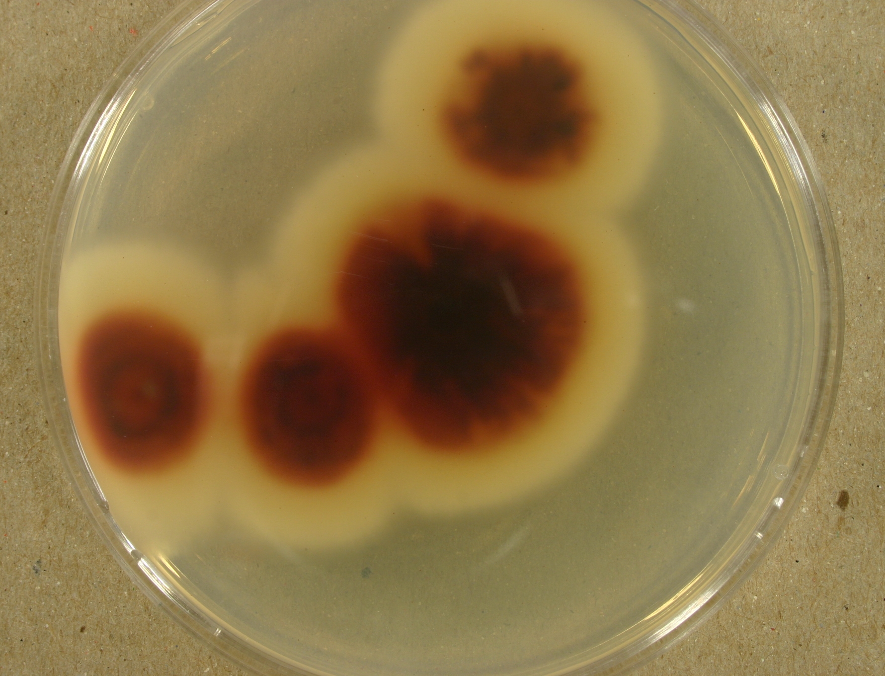 UAMH Centre for Global Microfungal Biodiversity