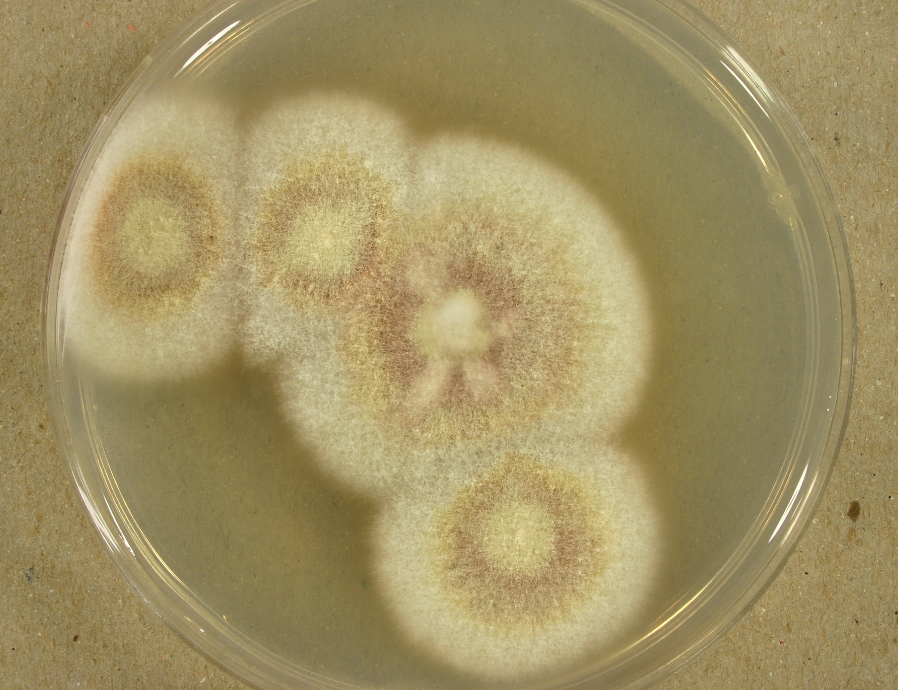 UAMH Centre for Global Microfungal Biodiversity
