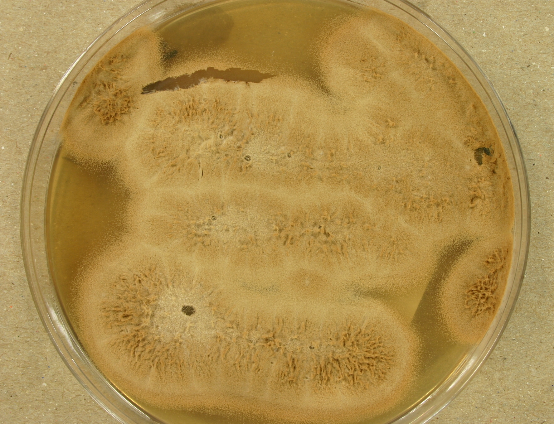 UAMH Centre for Global Microfungal Biodiversity
