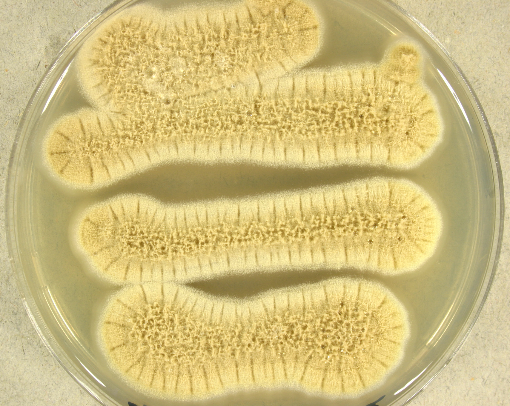 UAMH Centre for Global Microfungal Biodiversity