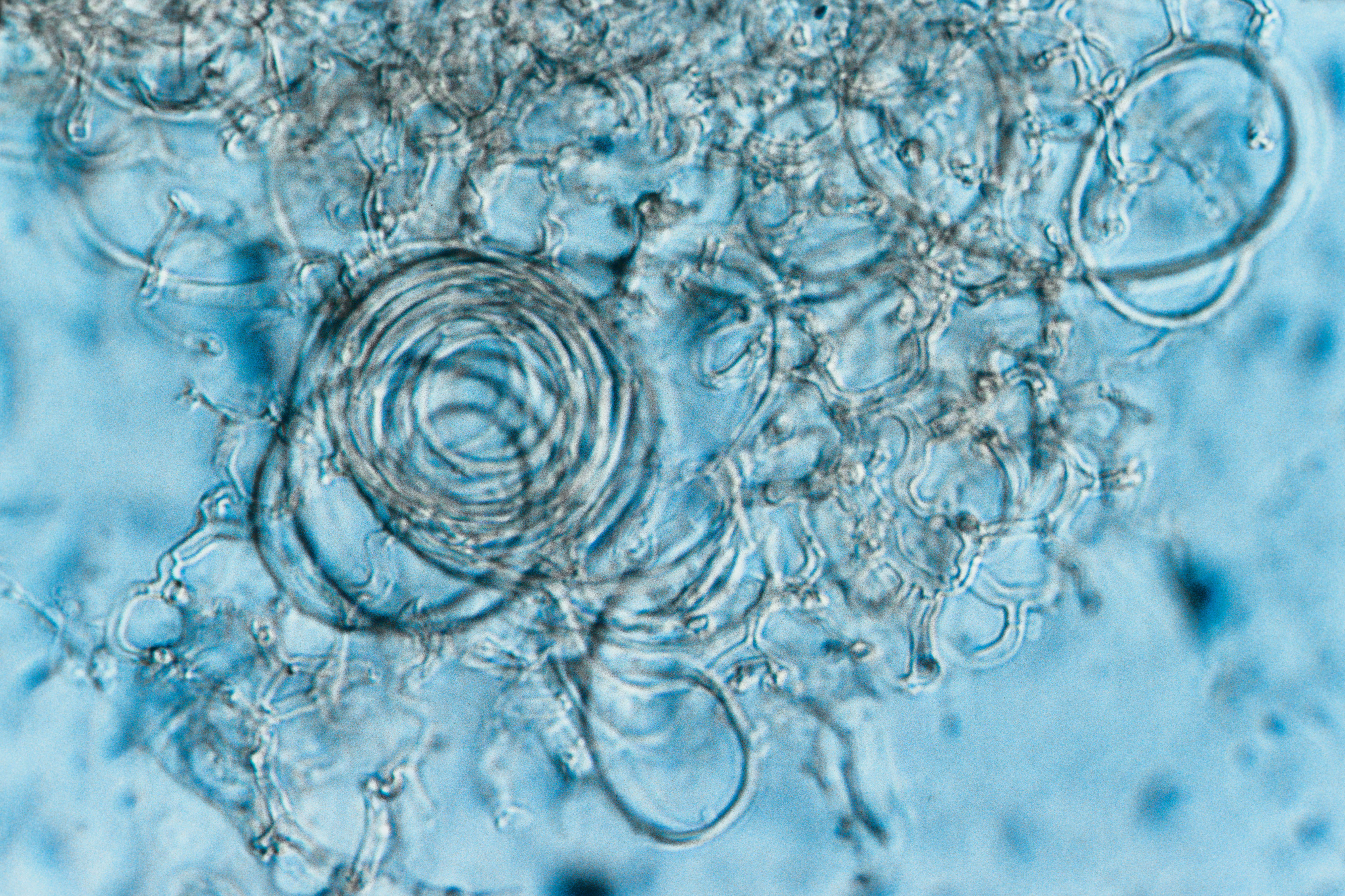 UAMH Centre for Global Microfungal Biodiversity