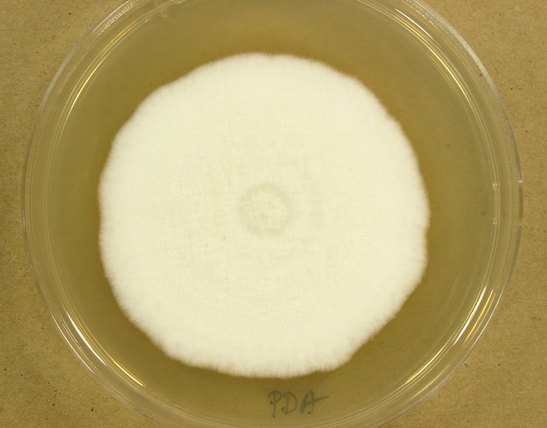 UAMH Centre for Global Microfungal Biodiversity