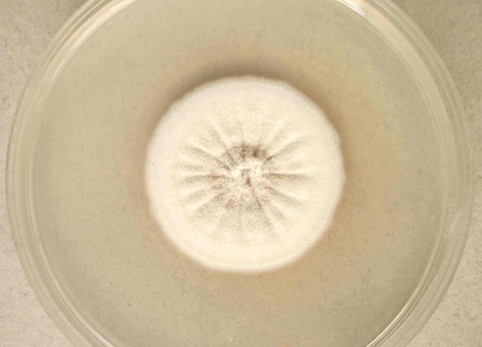 UAMH Centre for Global Microfungal Biodiversity