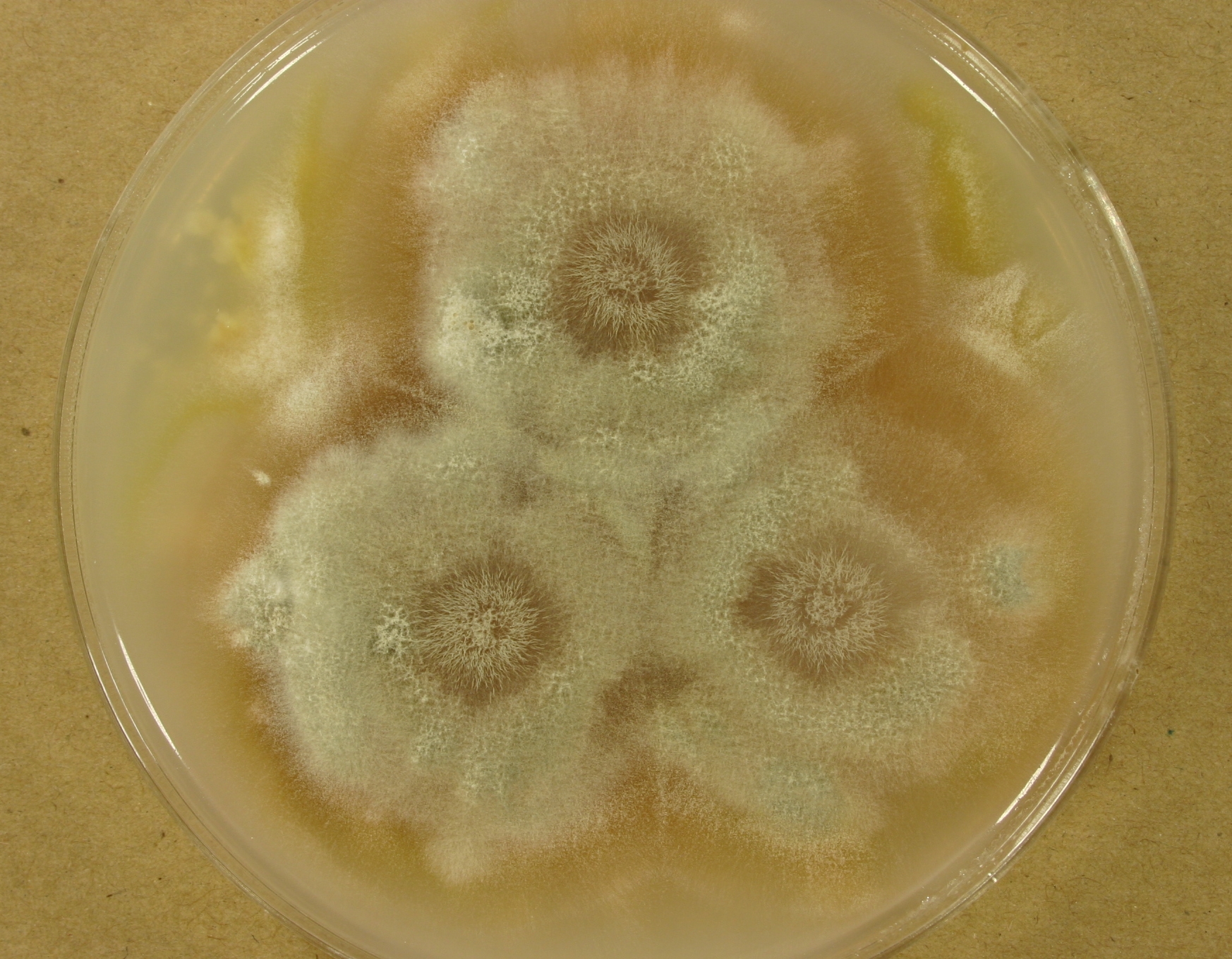 UAMH Centre for Global Microfungal Biodiversity