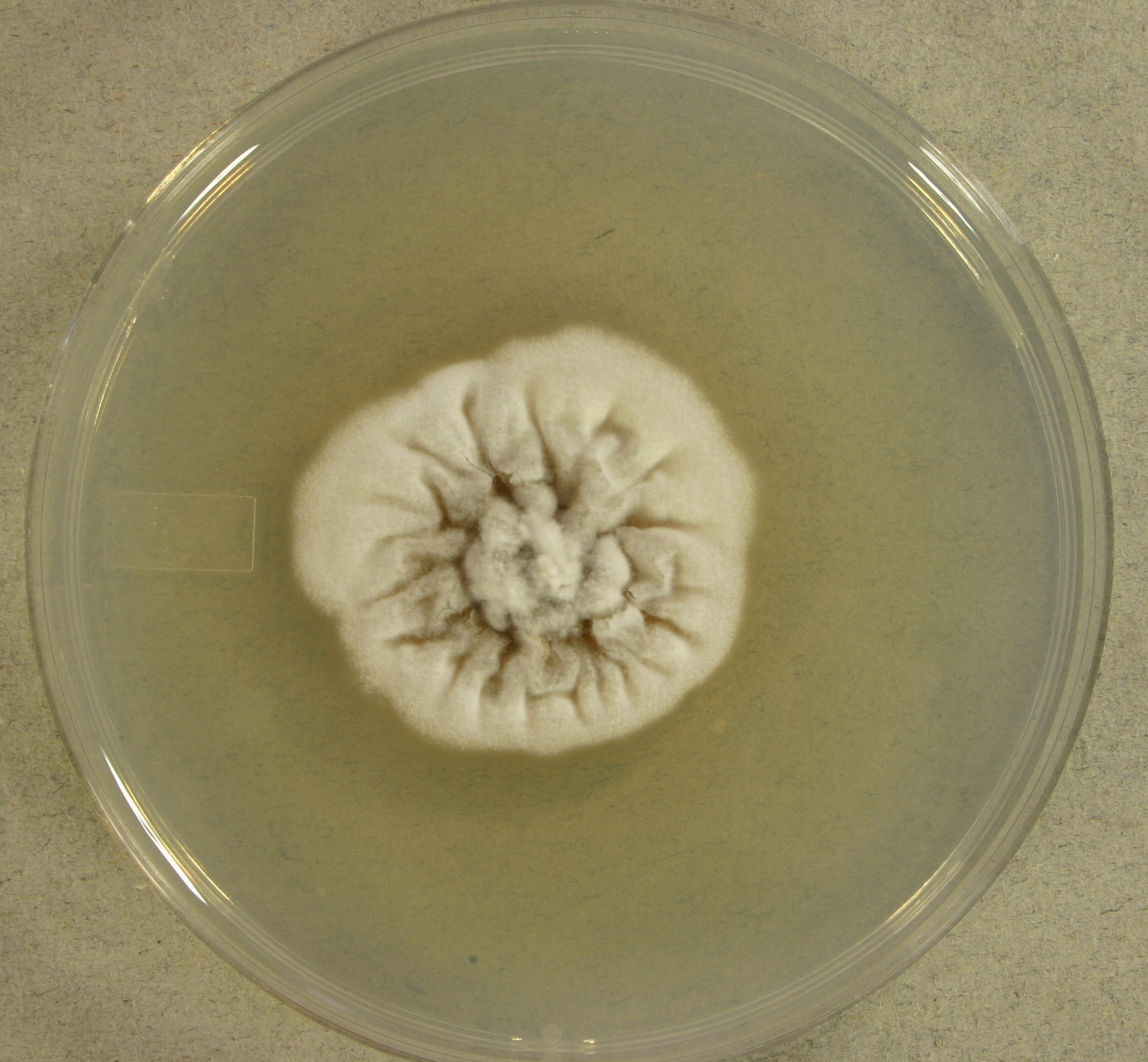 UAMH Centre for Global Microfungal Biodiversity