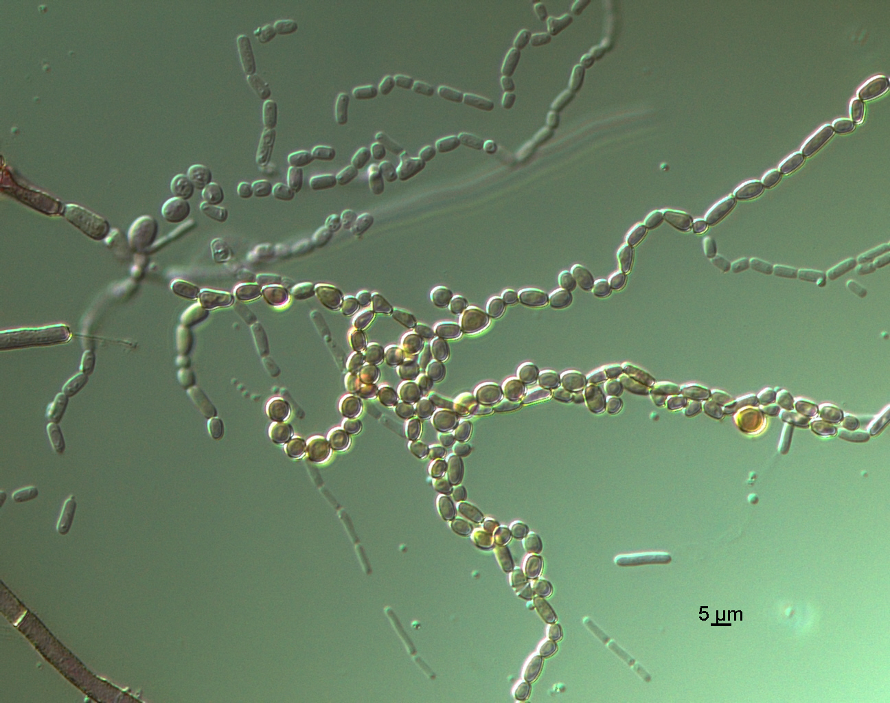 UAMH Centre for Global Microfungal Biodiversity