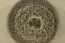 UAMH Centre for Global Microfungal Biodiversity