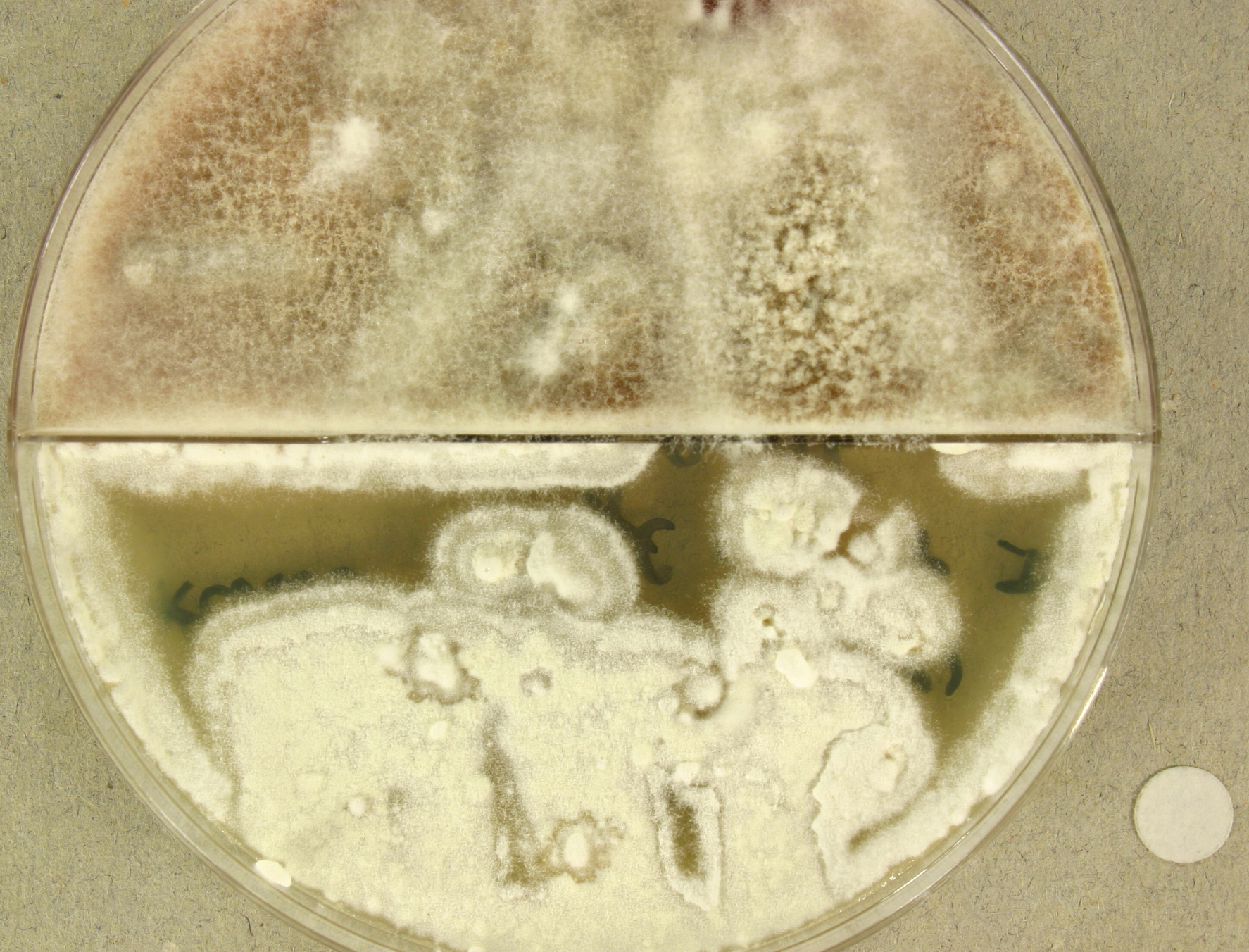 UAMH Centre for Global Microfungal Biodiversity