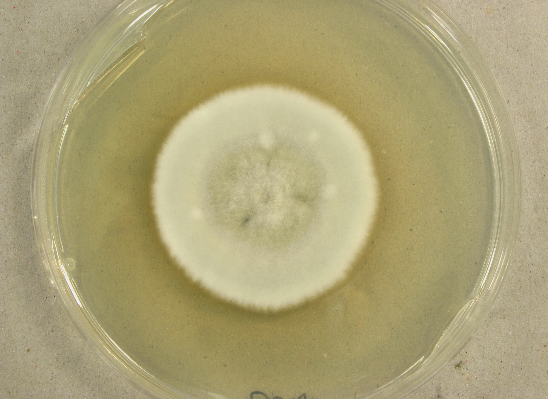 UAMH Centre for Global Microfungal Biodiversity