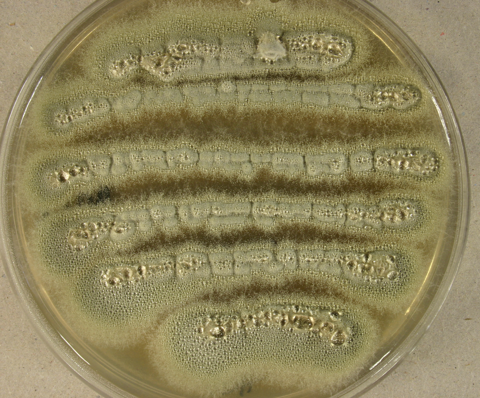 UAMH Centre for Global Microfungal Biodiversity