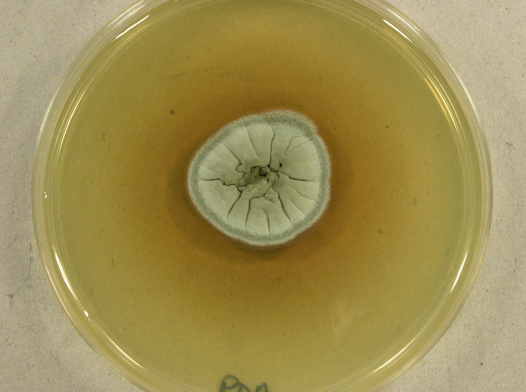 UAMH Centre for Global Microfungal Biodiversity