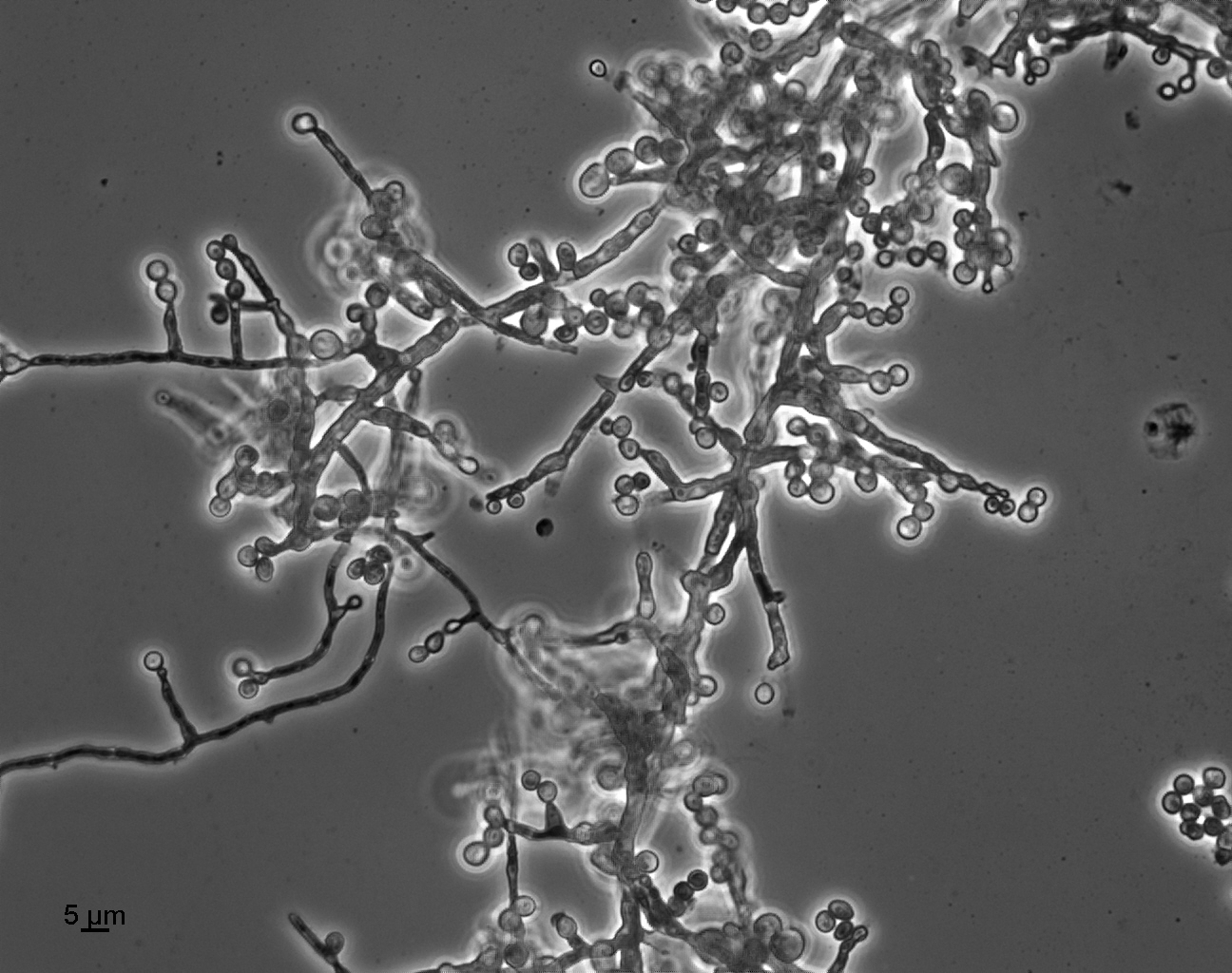 UAMH Centre for Global Microfungal Biodiversity