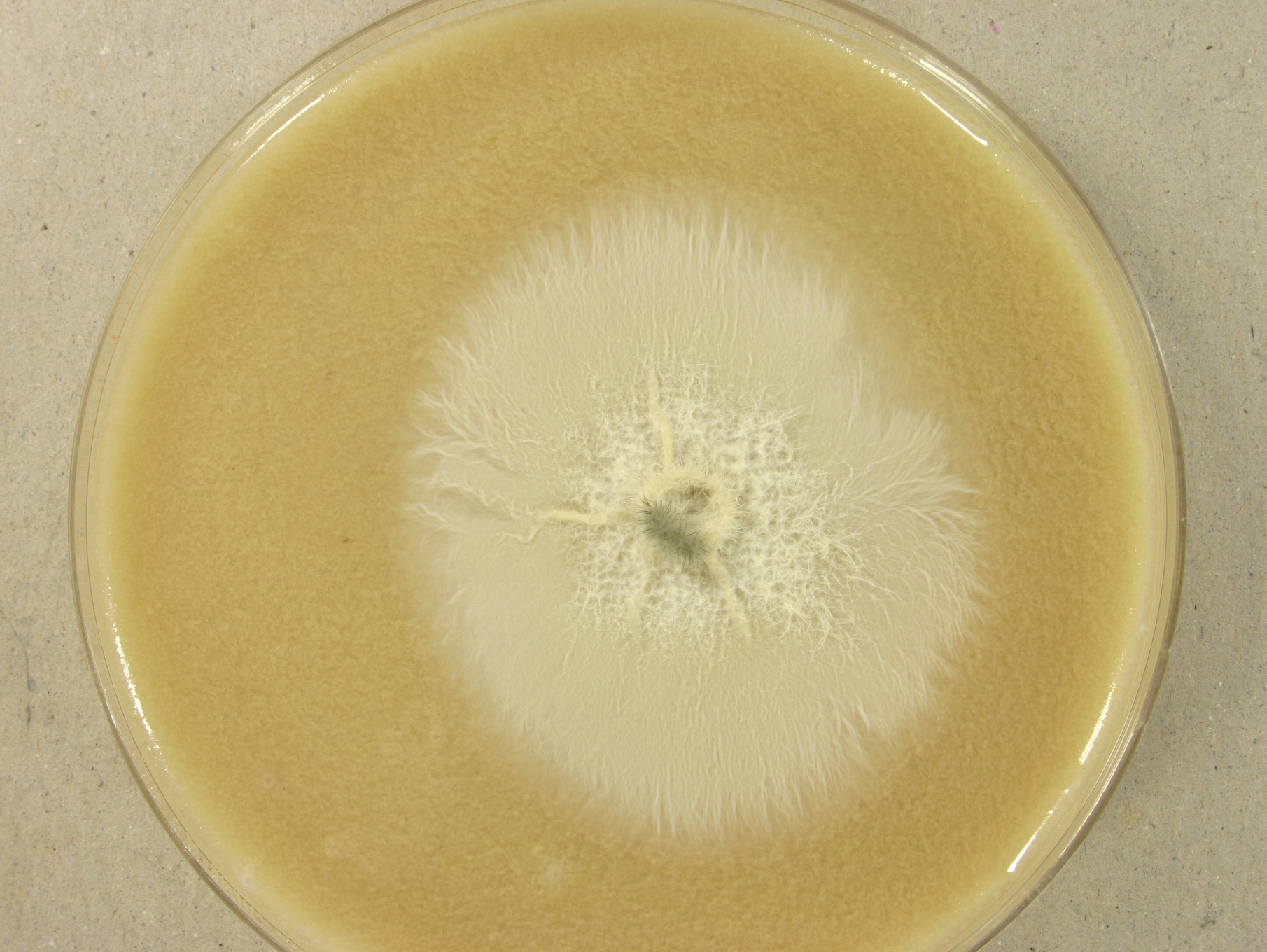 UAMH Centre for Global Microfungal Biodiversity