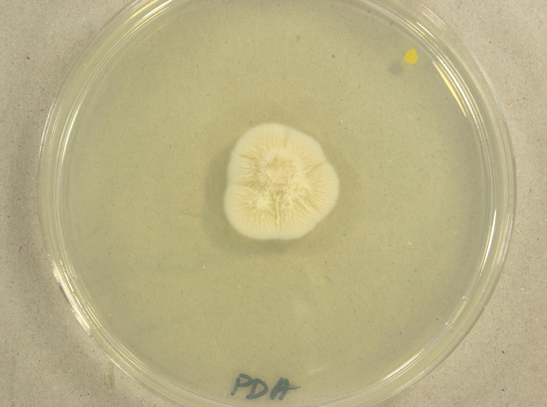 UAMH Centre for Global Microfungal Biodiversity