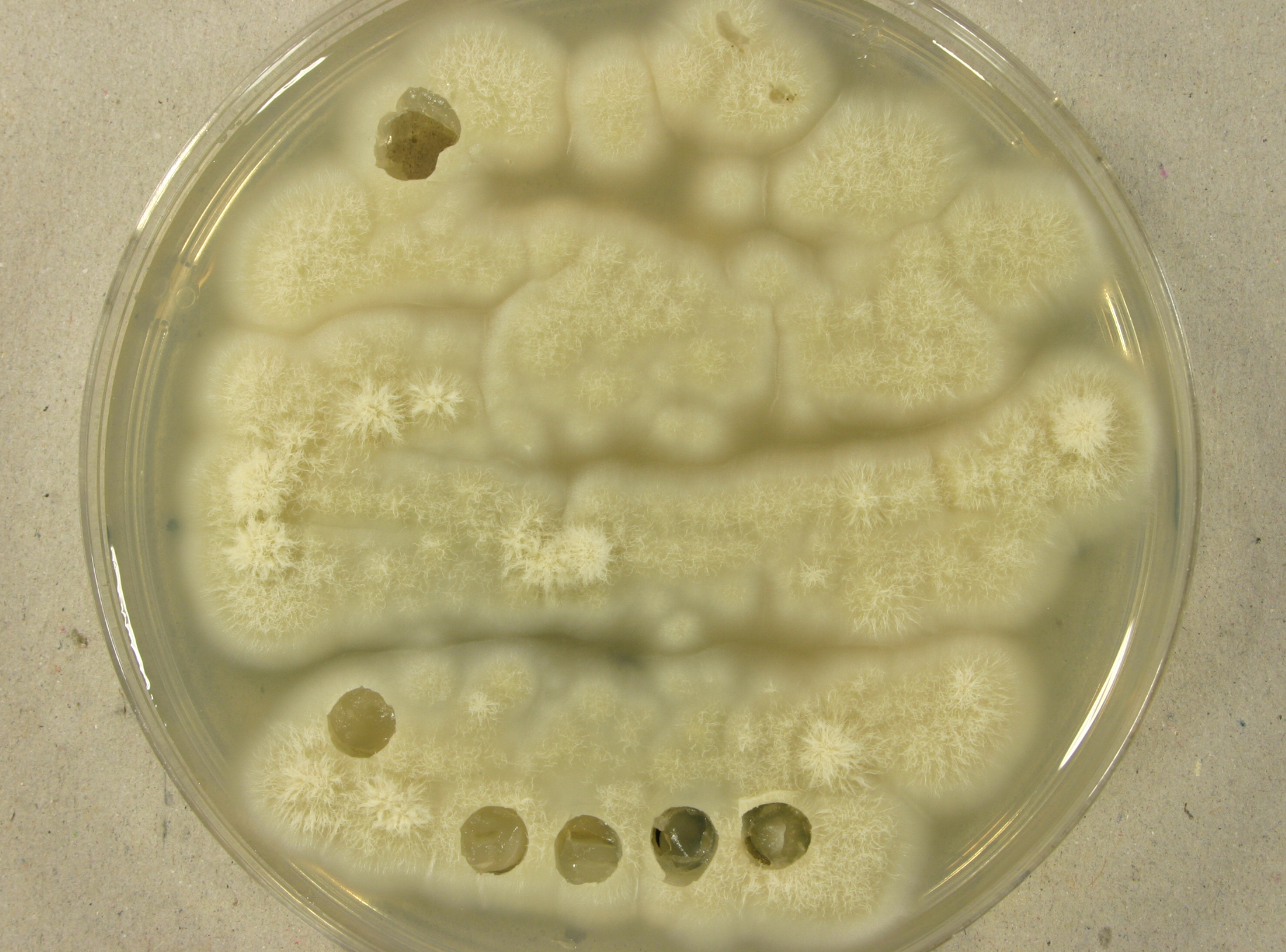 UAMH Centre for Global Microfungal Biodiversity