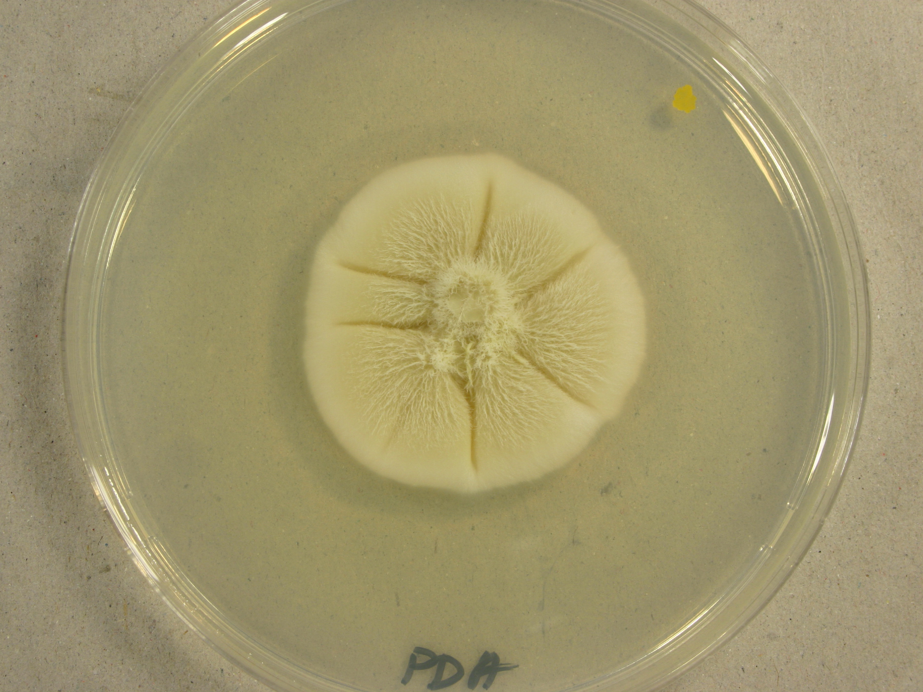 UAMH Centre for Global Microfungal Biodiversity