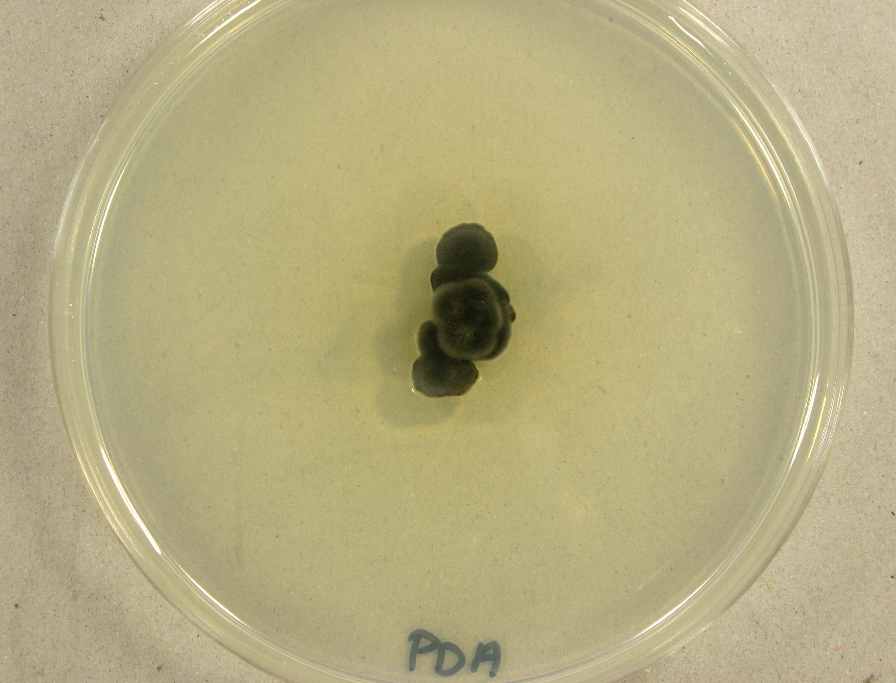 UAMH Centre for Global Microfungal Biodiversity