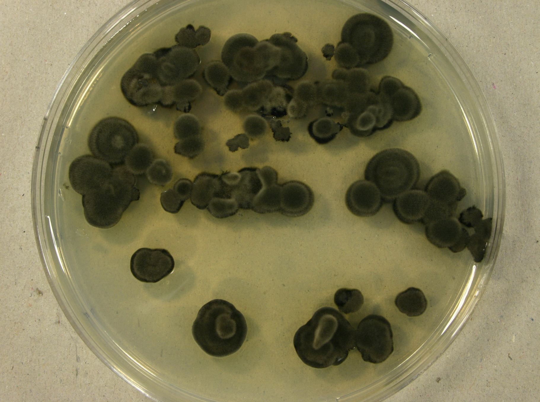 UAMH Centre for Global Microfungal Biodiversity