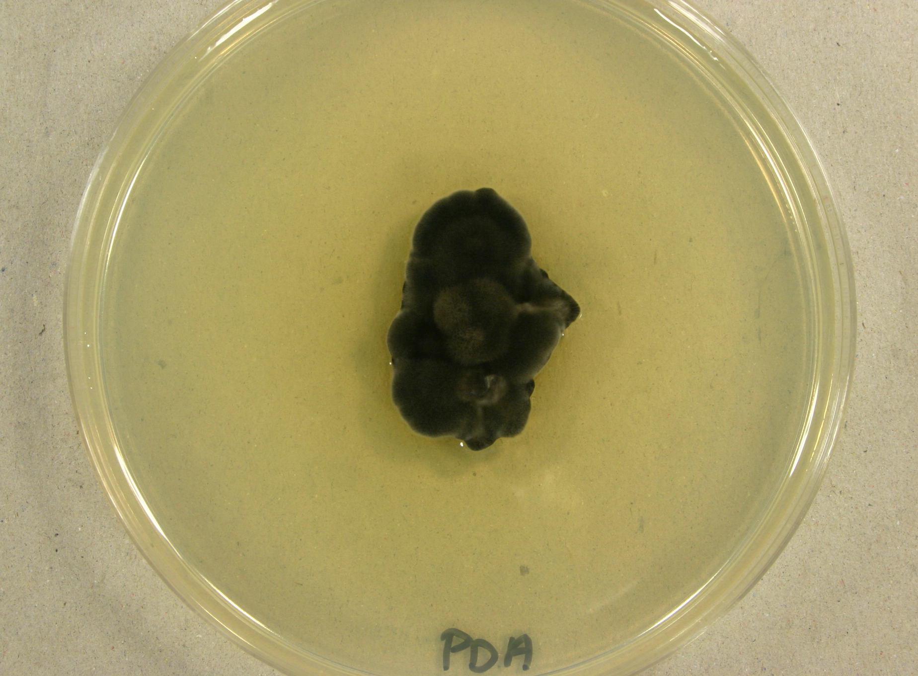 UAMH Centre for Global Microfungal Biodiversity
