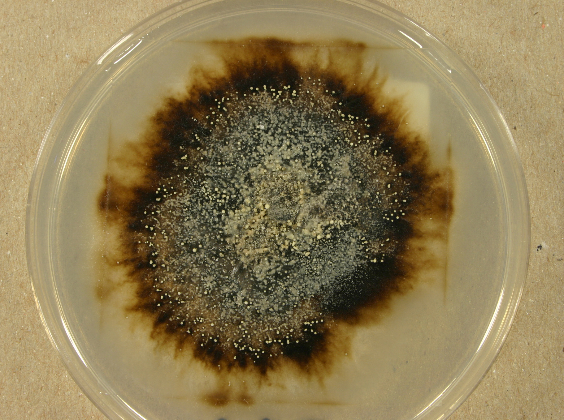 UAMH Centre for Global Microfungal Biodiversity