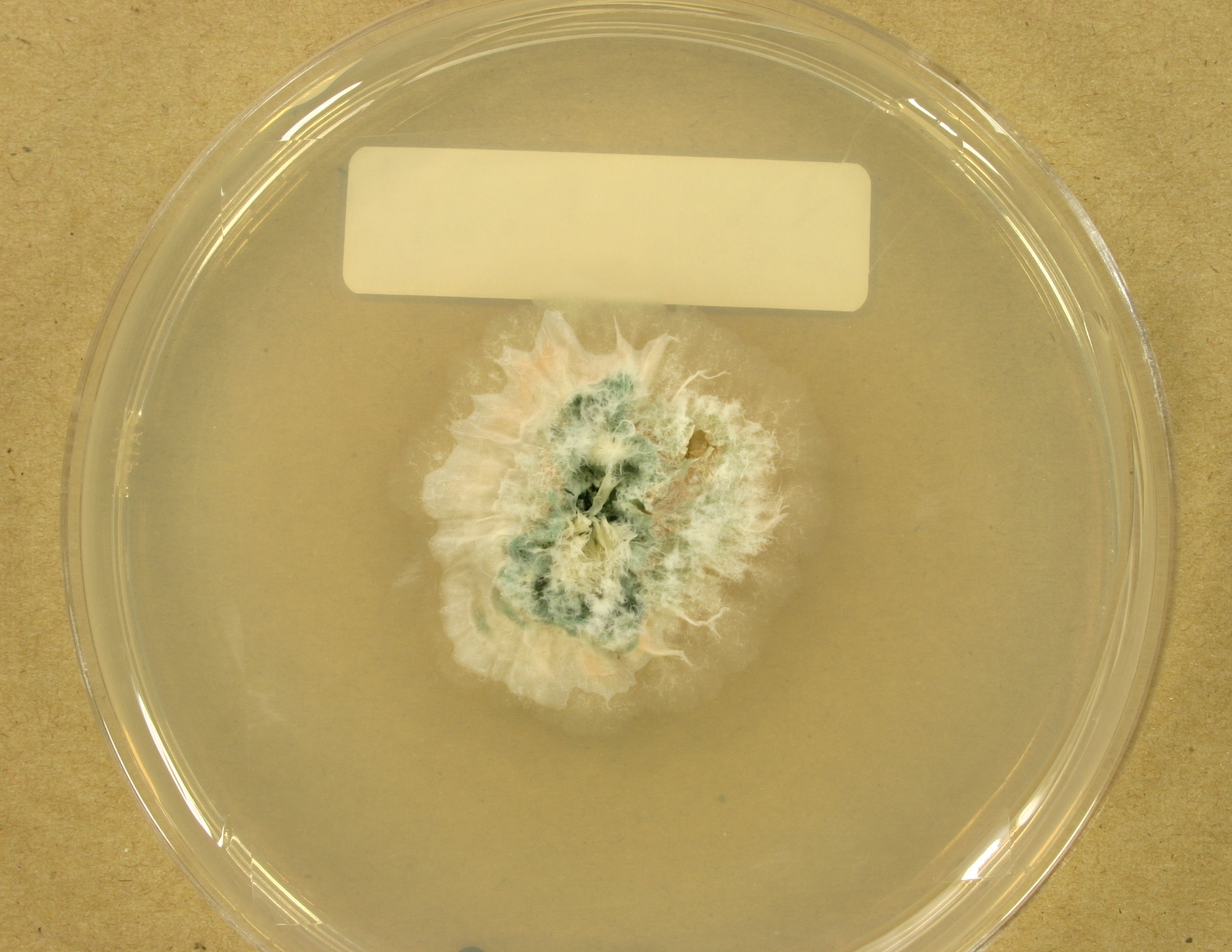 UAMH Centre for Global Microfungal Biodiversity