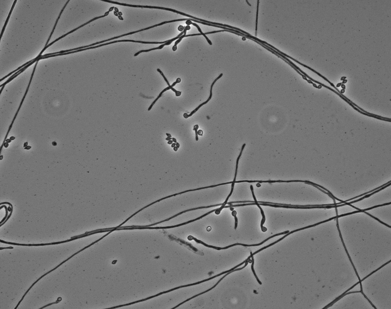 UAMH Centre for Global Microfungal Biodiversity