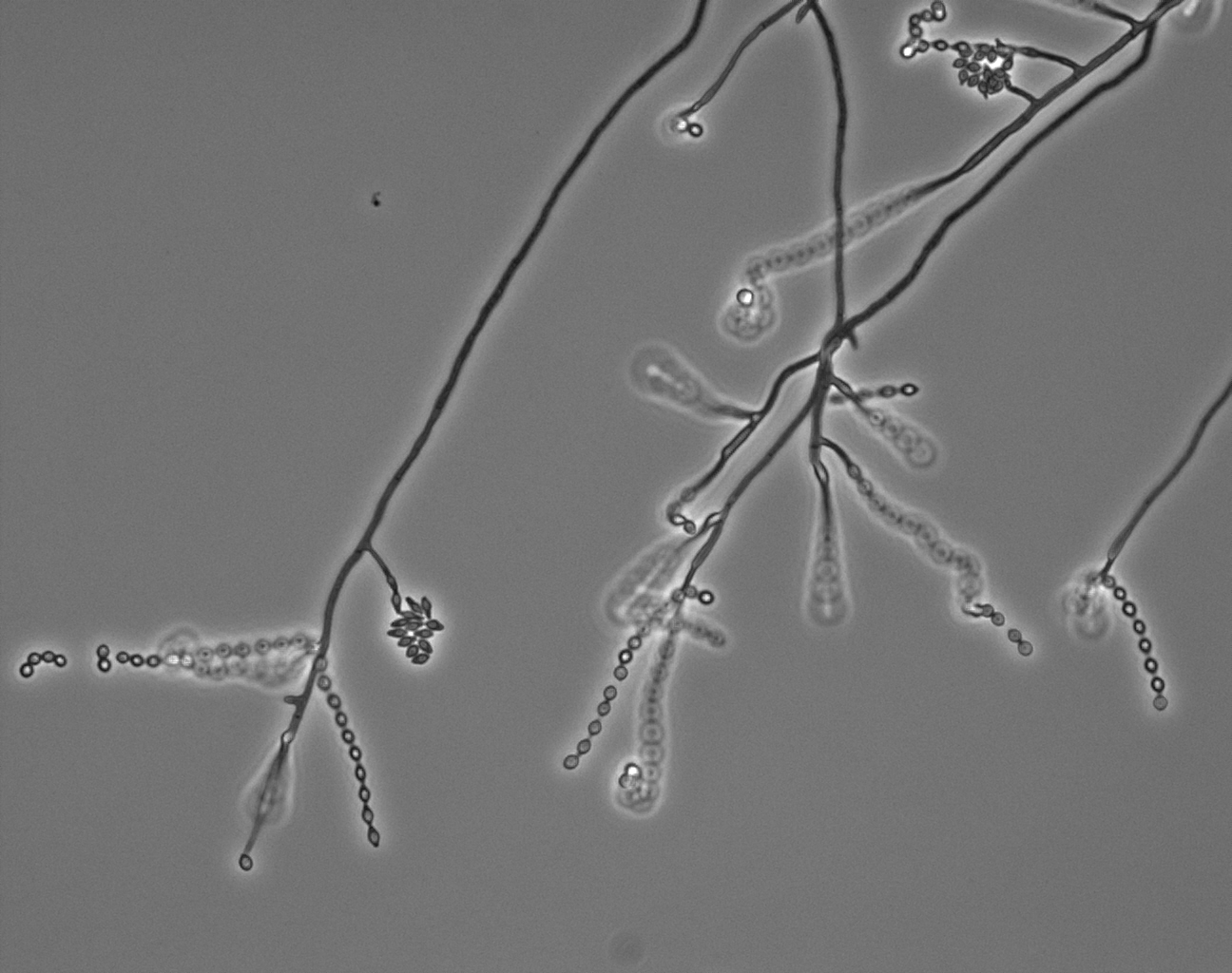UAMH Centre for Global Microfungal Biodiversity